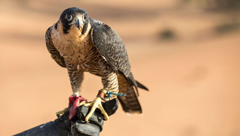 The Role of Traditional Falconry in Modern Wildlife Research - Kakhi ...